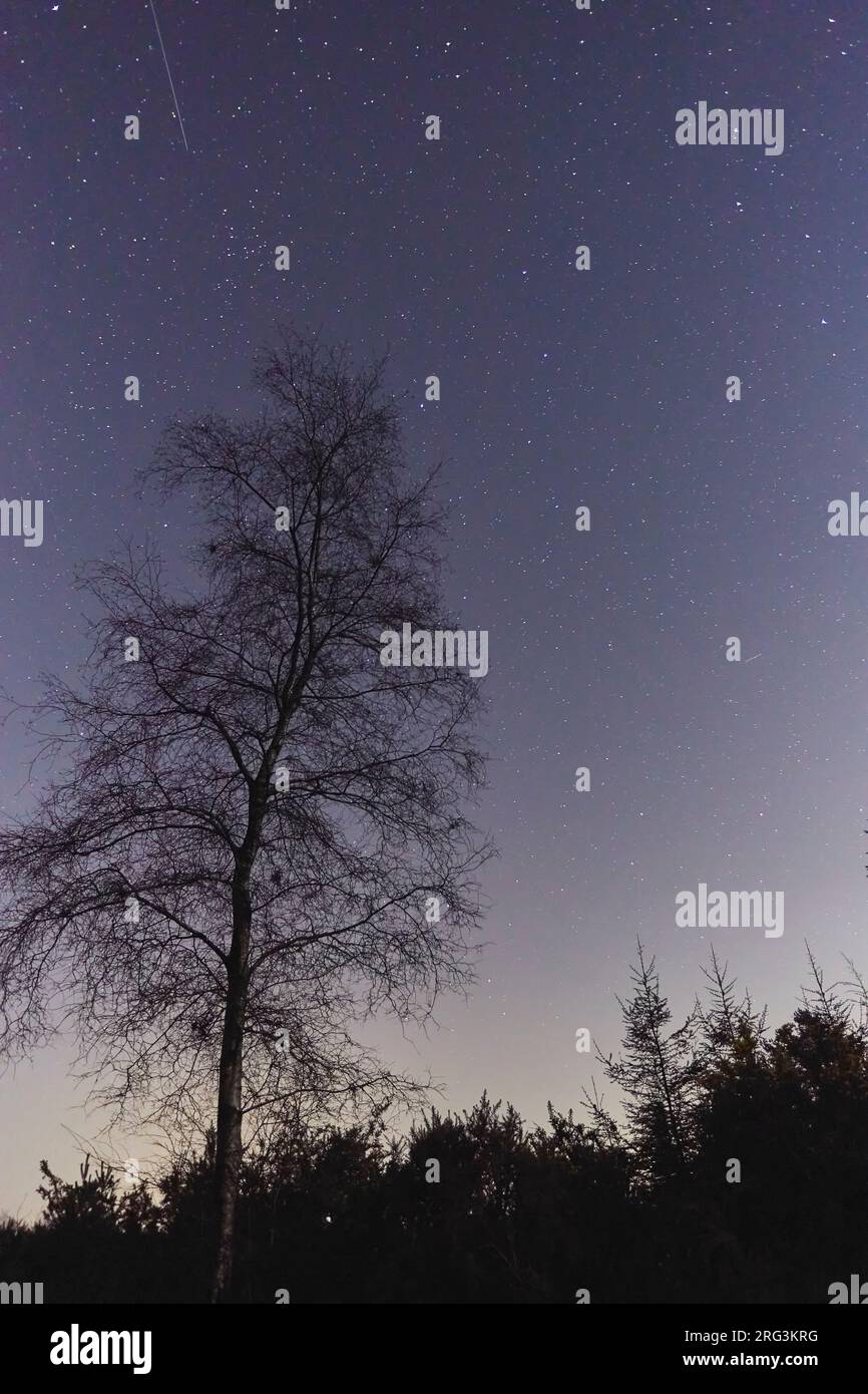 The night sky seen over a birch tree, in the Haldon Hills, near Exeter ...