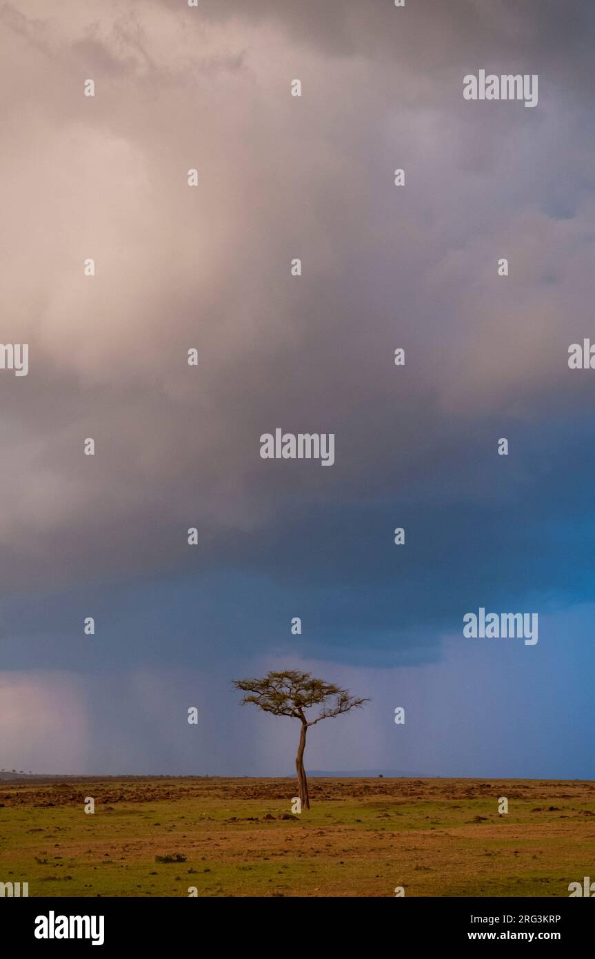 African savanna rain clouds hi-res stock photography and images - Alamy