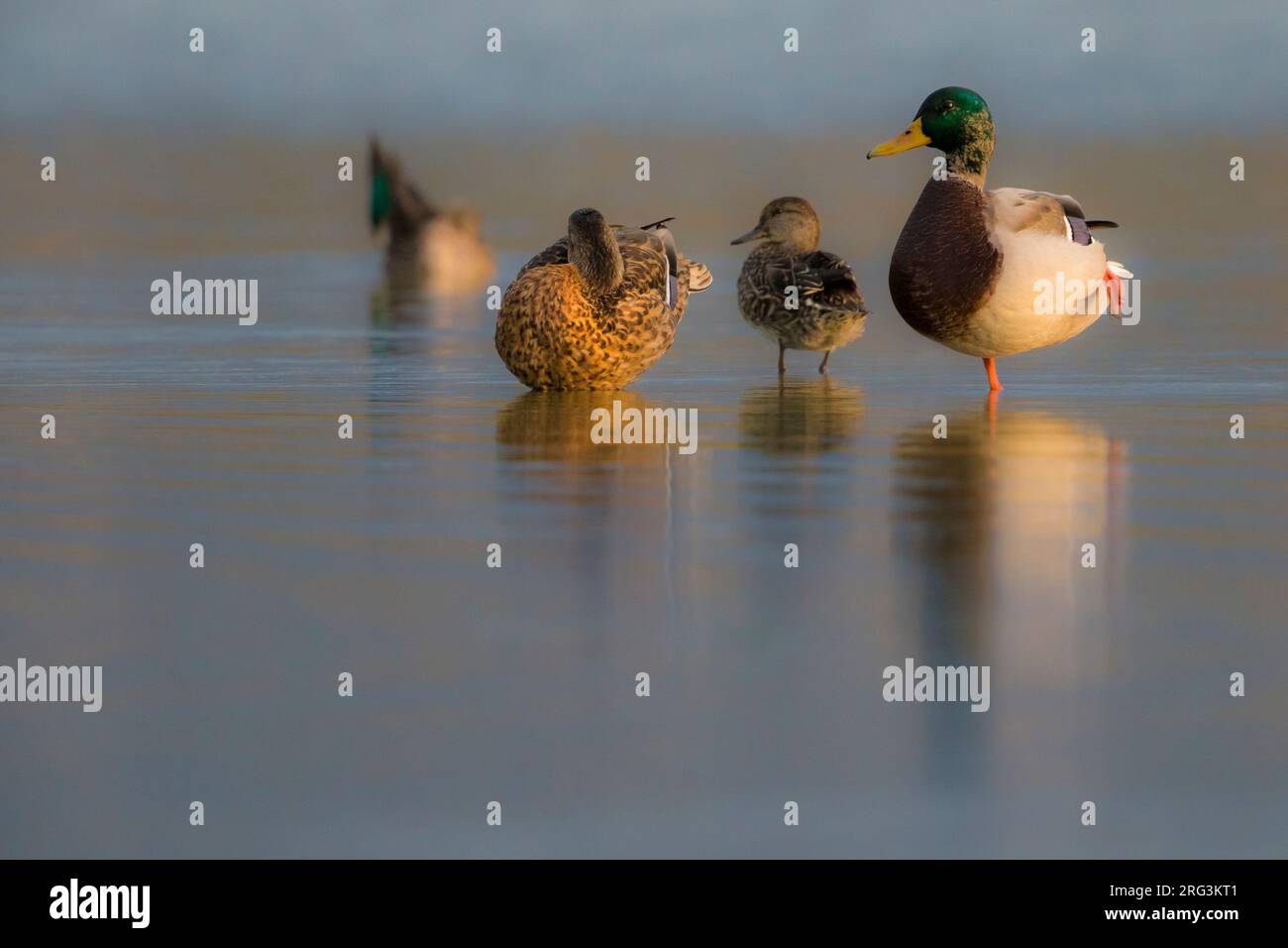 Groepje Wilde Eenden; Group of Mallards Stock Photo - Alamy