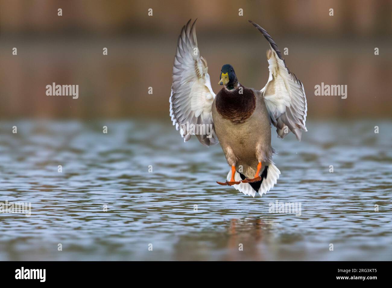Landende Wilde Eend; Landing Mallard Stock Photo - Alamy