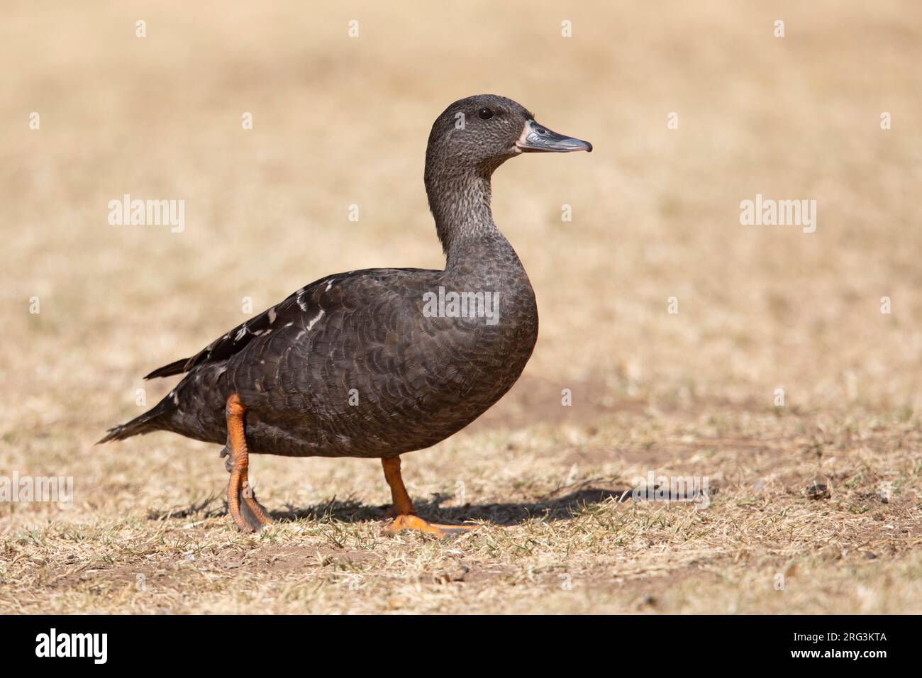 African Black Duck (Anas sparsa sparsa) at Pretoria, South Africa Stock ...