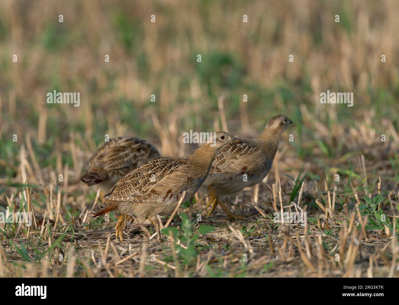 Young partridge hi-res stock photography and images - Alamy