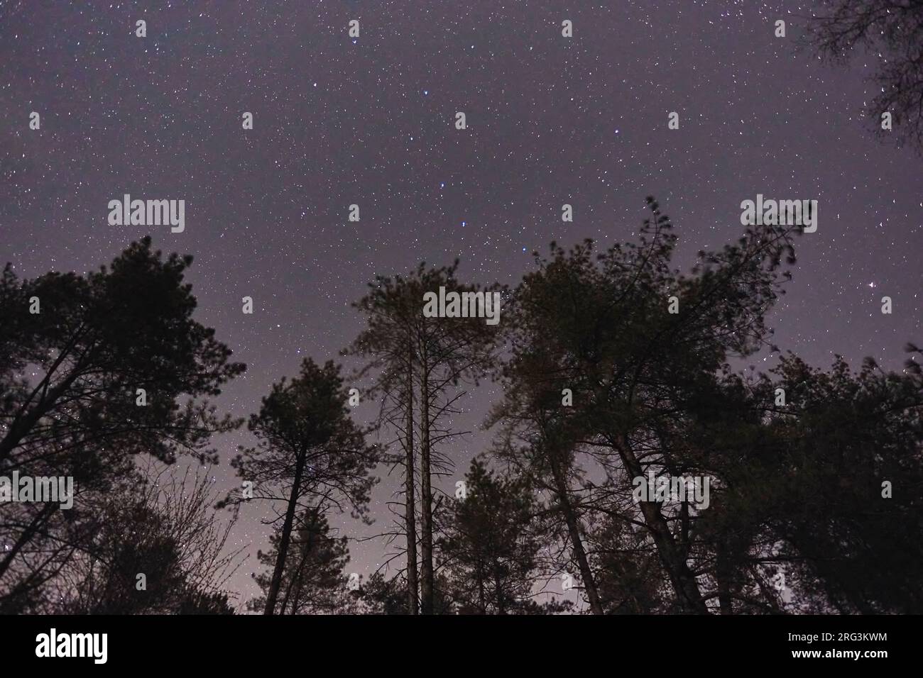 Starry sky over forest hi-res stock photography and images - Alamy