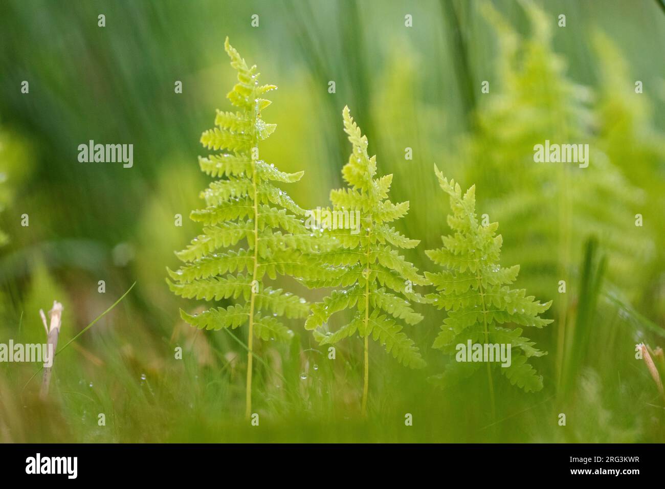 Thelypteris palustris hi-res stock photography and images - Alamy