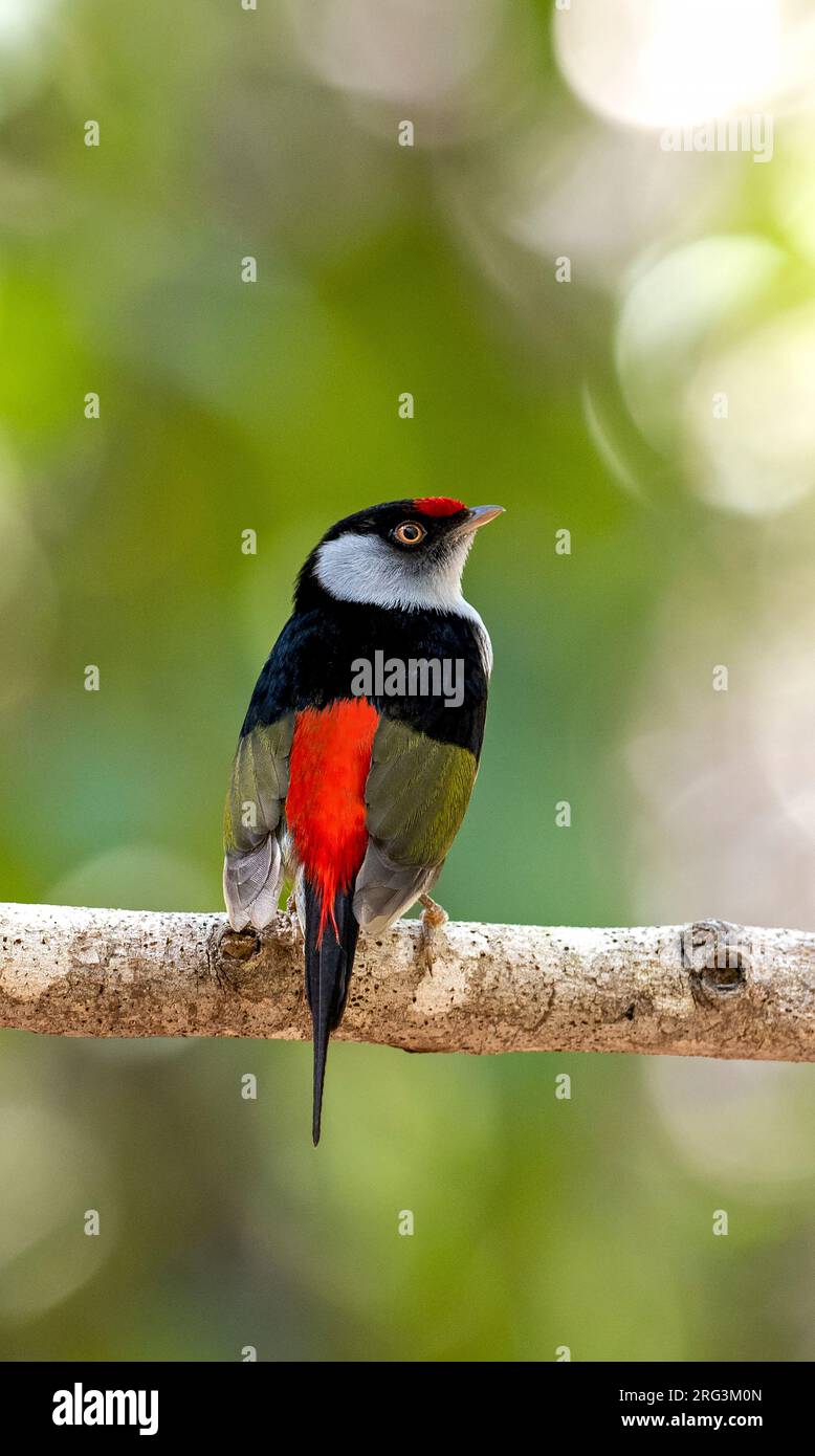Brazilian rain forest hi-res stock photography and images - Alamy