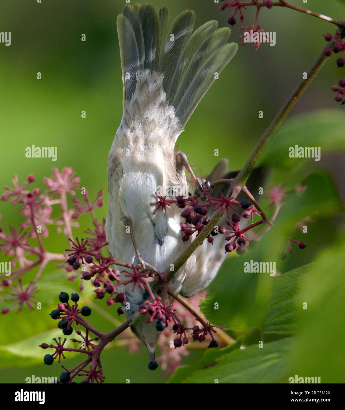 Foraging young Barred Warbler (Sylvia nisoria) in Finland in September ...