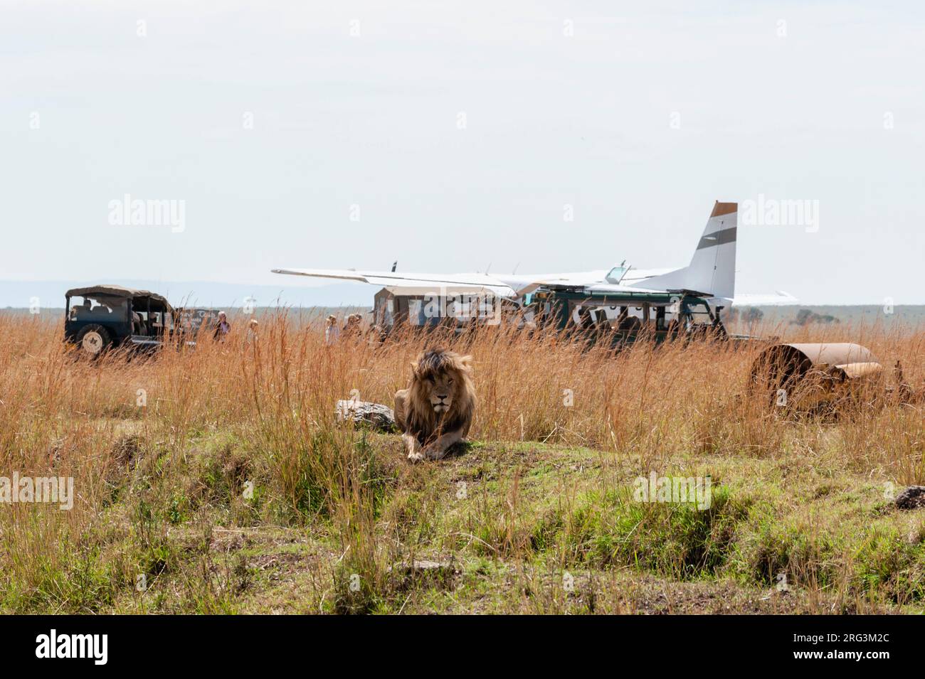 A lion, Panthera leo, known in the Masai Mara as Scarface, sits in tall ...
