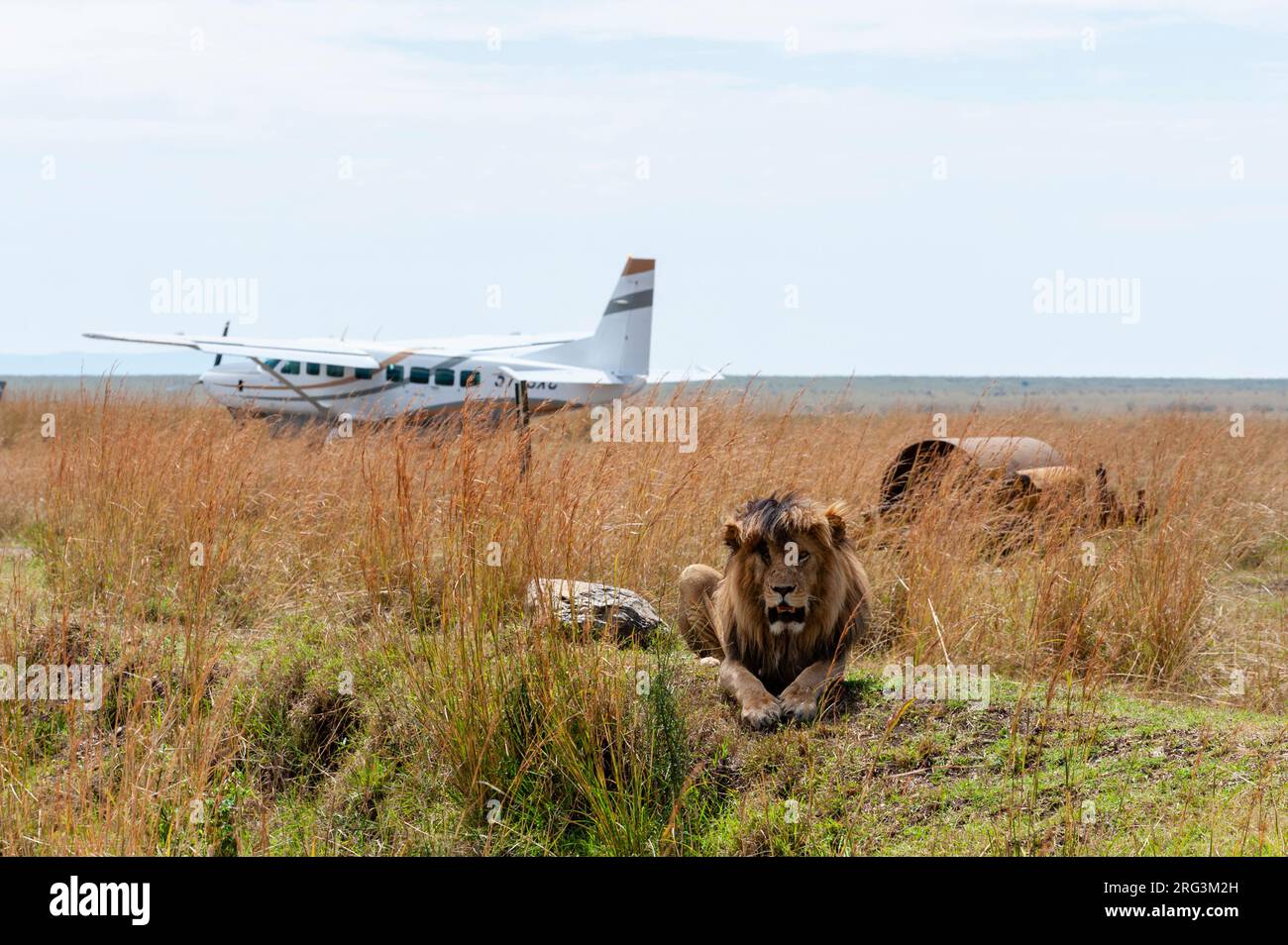 A lion, Panthera leo, known in the Masai Mara as Scarface, sits in tall ...
