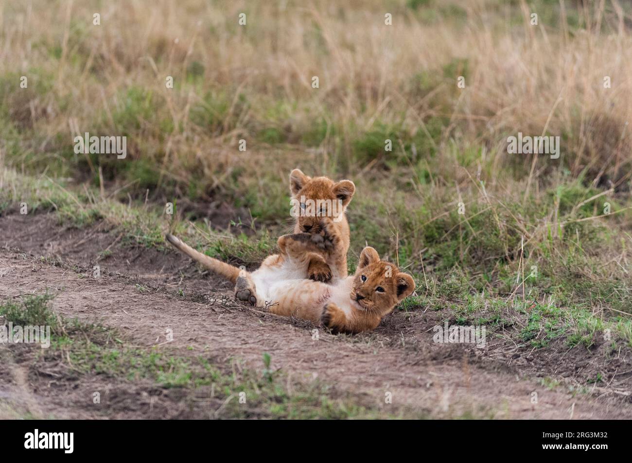 Three-month-old lion cubs, Panthera leo, playing. Masai Mara National Reserve, Kenya Stock Photo ...