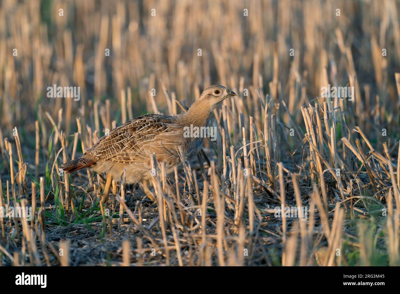 Young partridge hi-res stock photography and images - Alamy