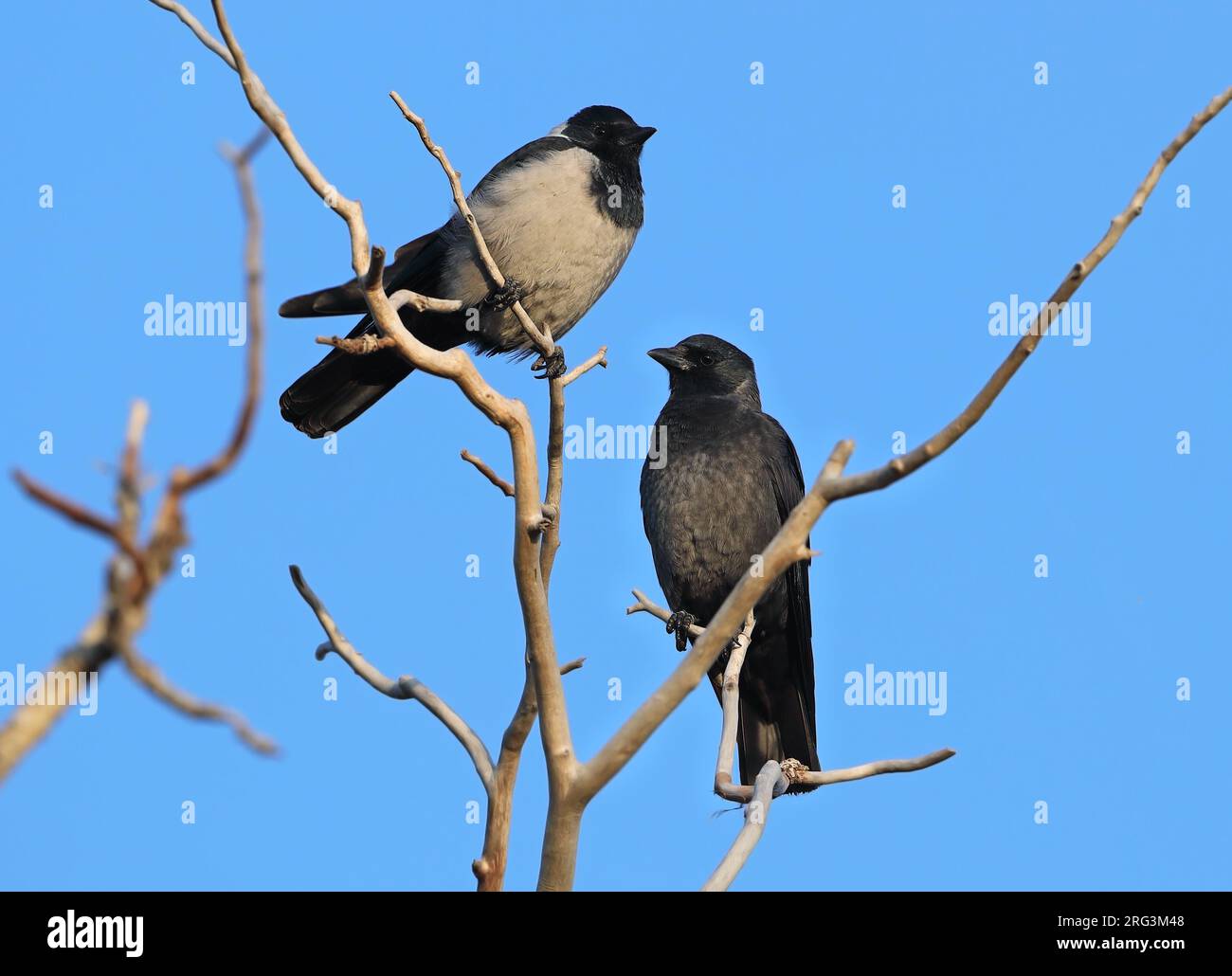 Adult and immature Daurian Jackdaw, Coloeus dauuricus, near the Tula ...