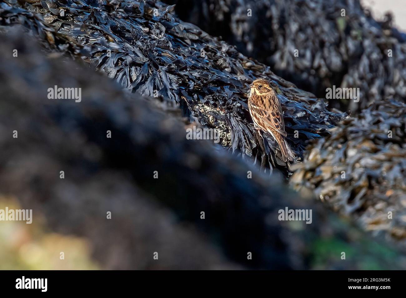 First winter Rustic Bunting (Emberiza rustica) sitting on rock recovert ...