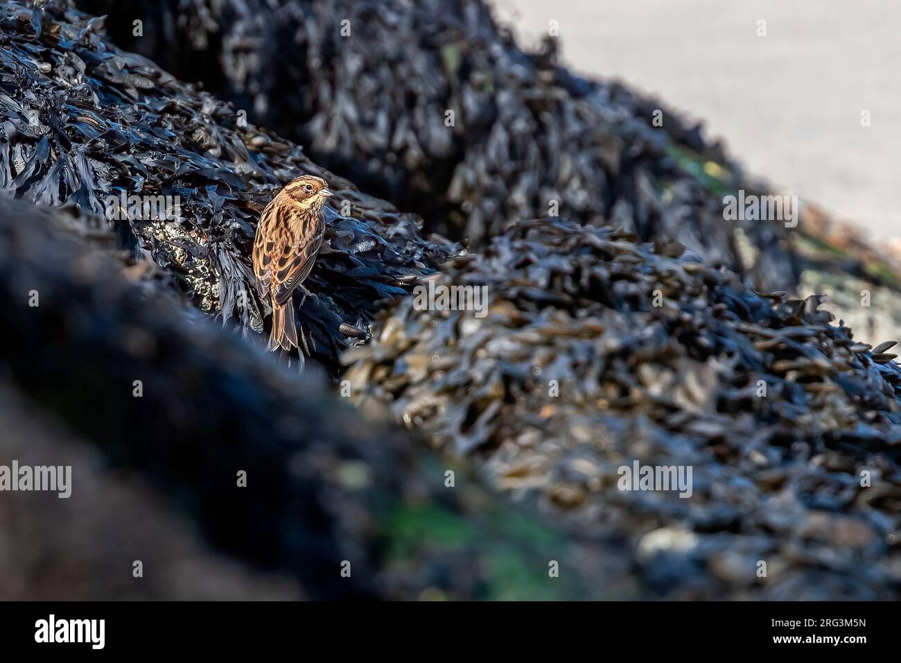 First winter Rustic Bunting (Emberiza rustica) sitting on rock recovert ...