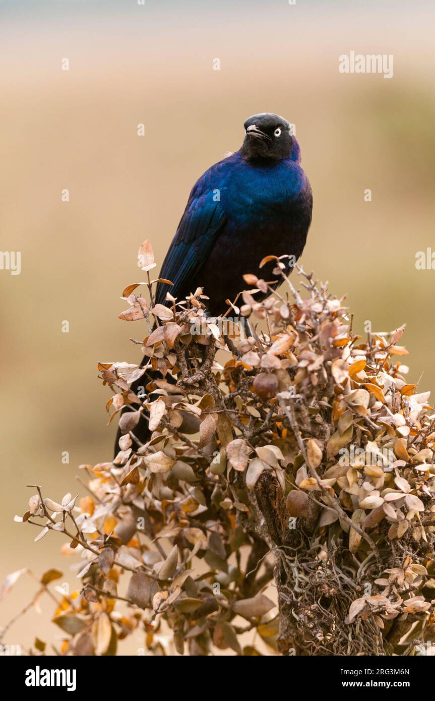 Ruppells long tailed starling hi-res stock photography and images - Alamy
