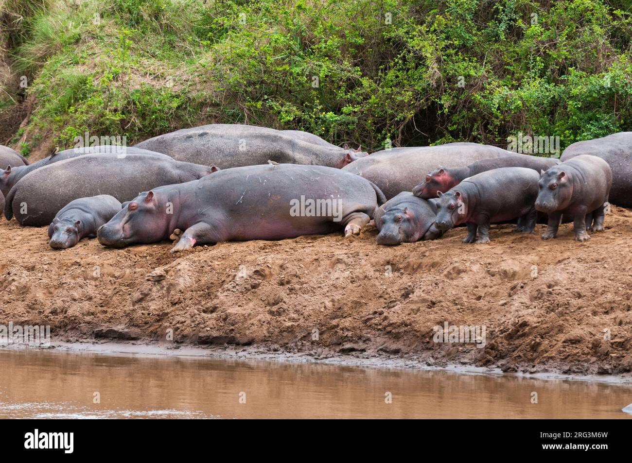 Hippo full side view hi-res stock photography and images - Alamy