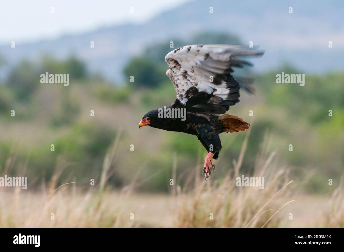 A bateleur eagle, Terathopius ecaudatus, in flight. Masai Mara National ...