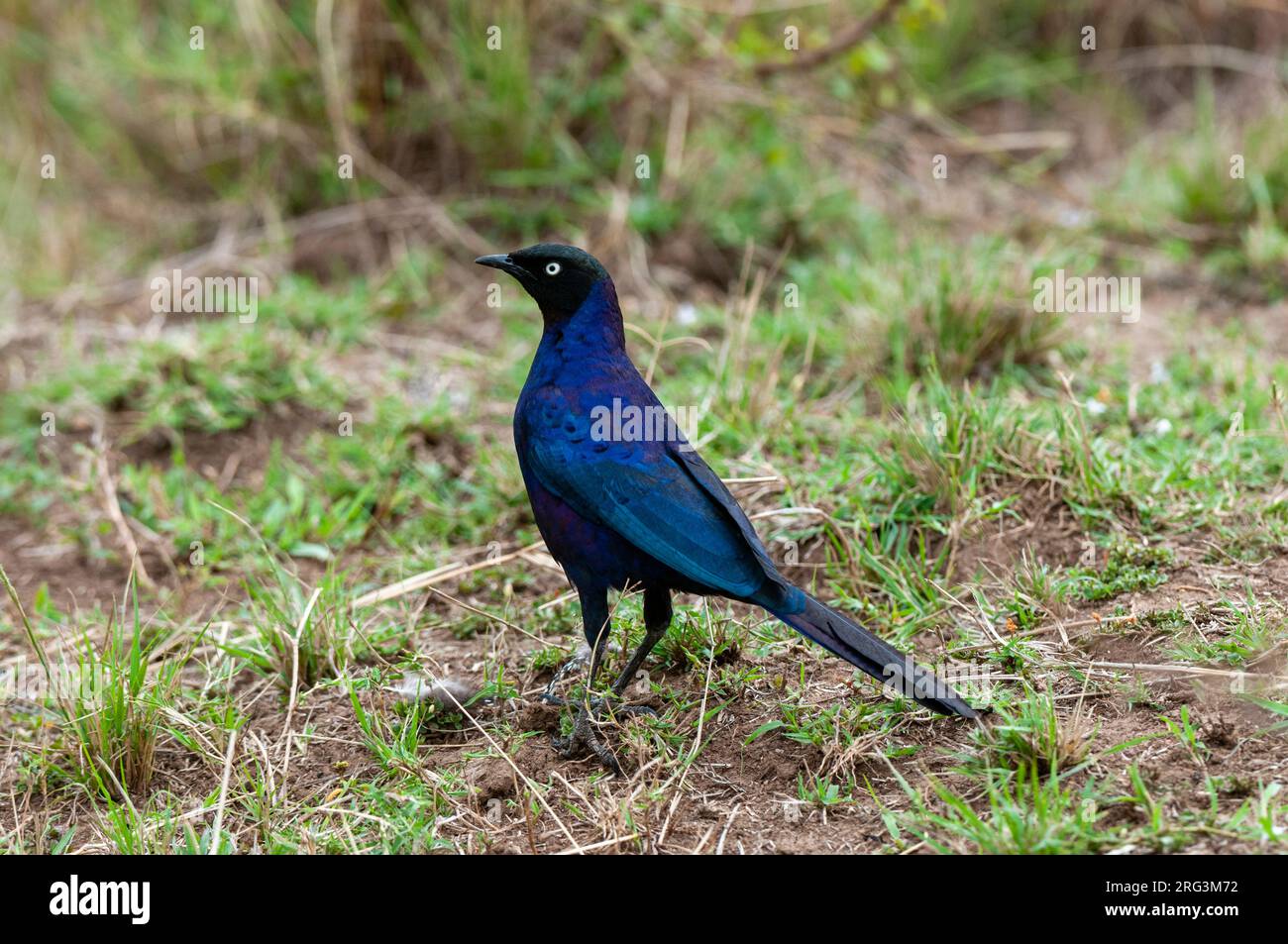 Ruppells long tailed starling hi-res stock photography and images - Alamy