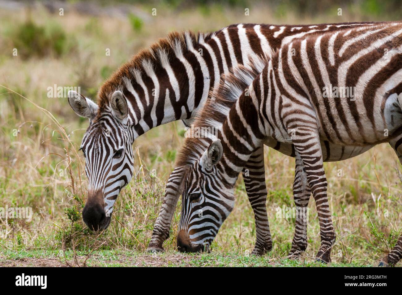Two plains zebras, Equus quagga, grazing. Masai Mara National Reserve ...