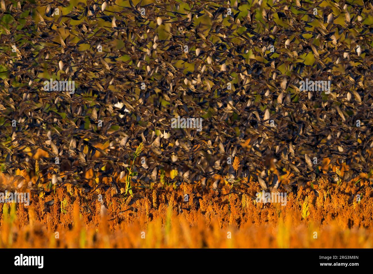 Wintering flock of Common Starlings (Sturnus vulgaris) in Italy taking ...