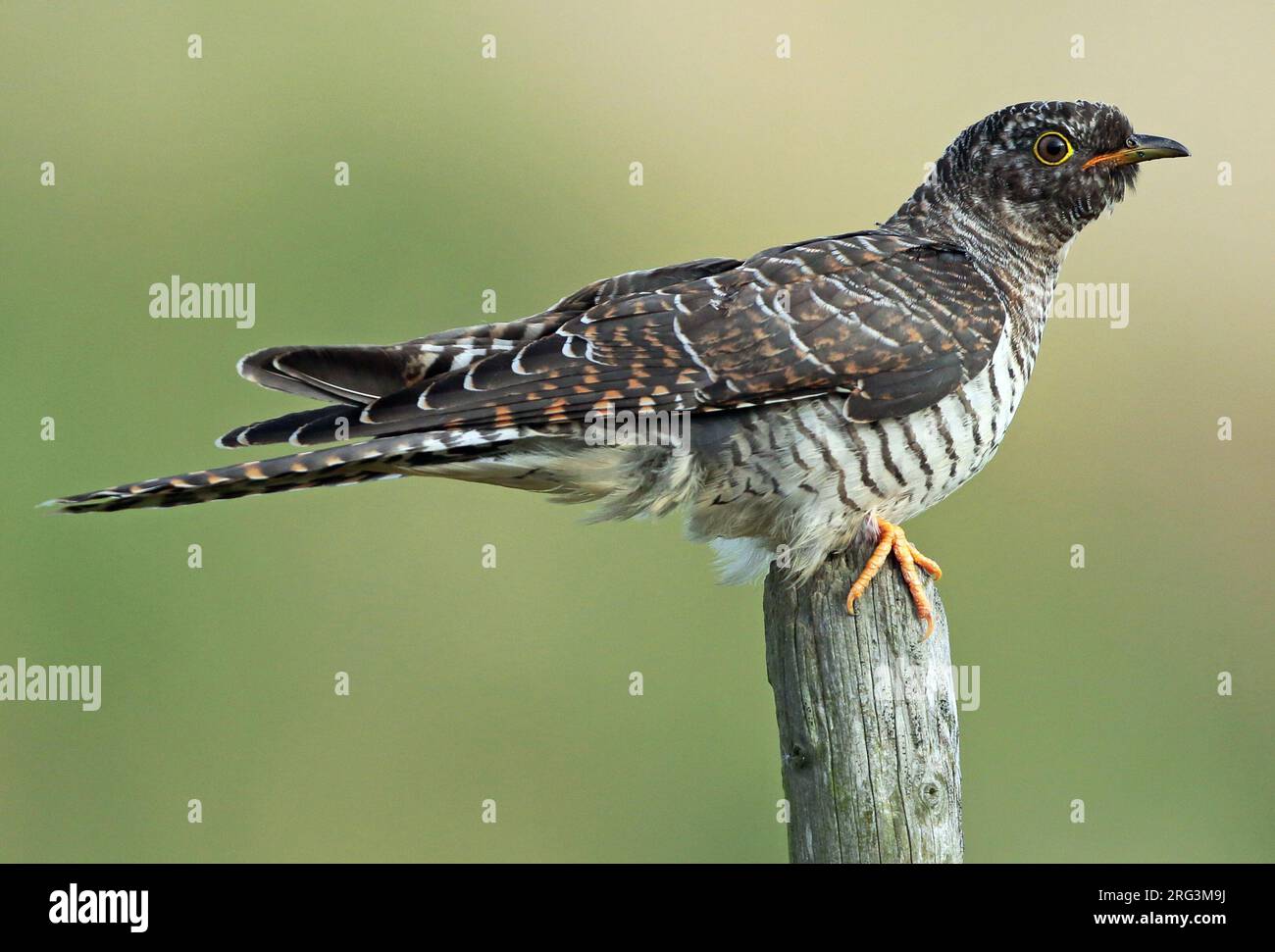 Immature Common Cuckoo (Cuculus canorus) during autumn migration in the ...