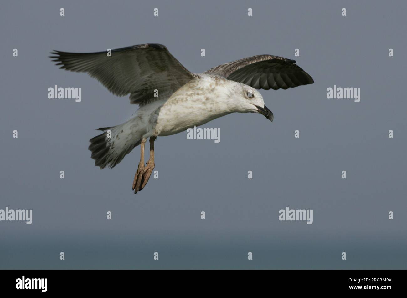Yellow-legged Gull flying; Geelpootmeeuw vliegend Stock Photo - Alamy