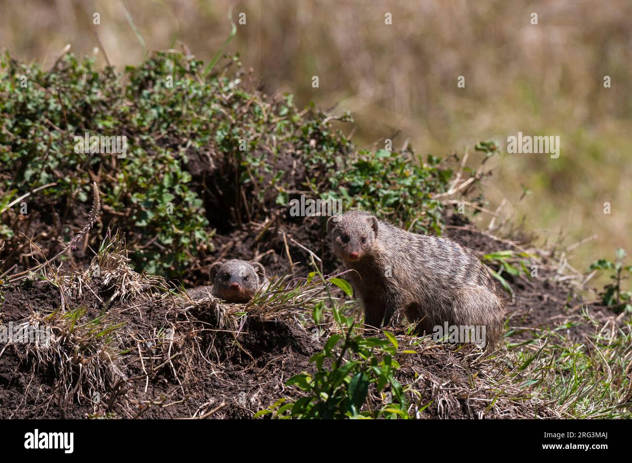 Portrait of two banded mongooses, Mungos mungo, at the entrance to ...