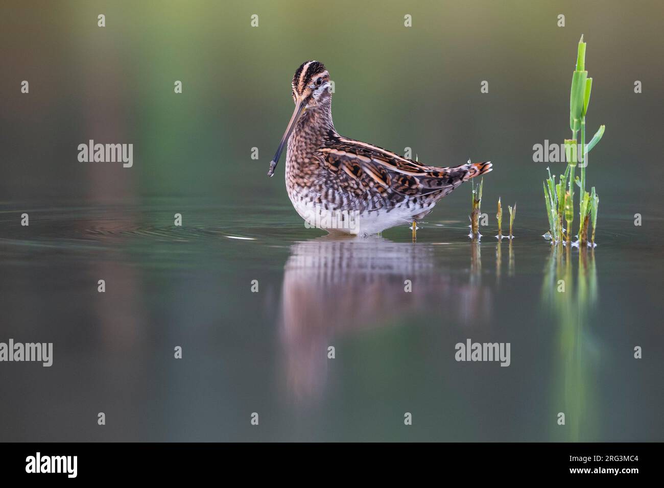 Watersnip; Common Snipe Stock Photo - Alamy