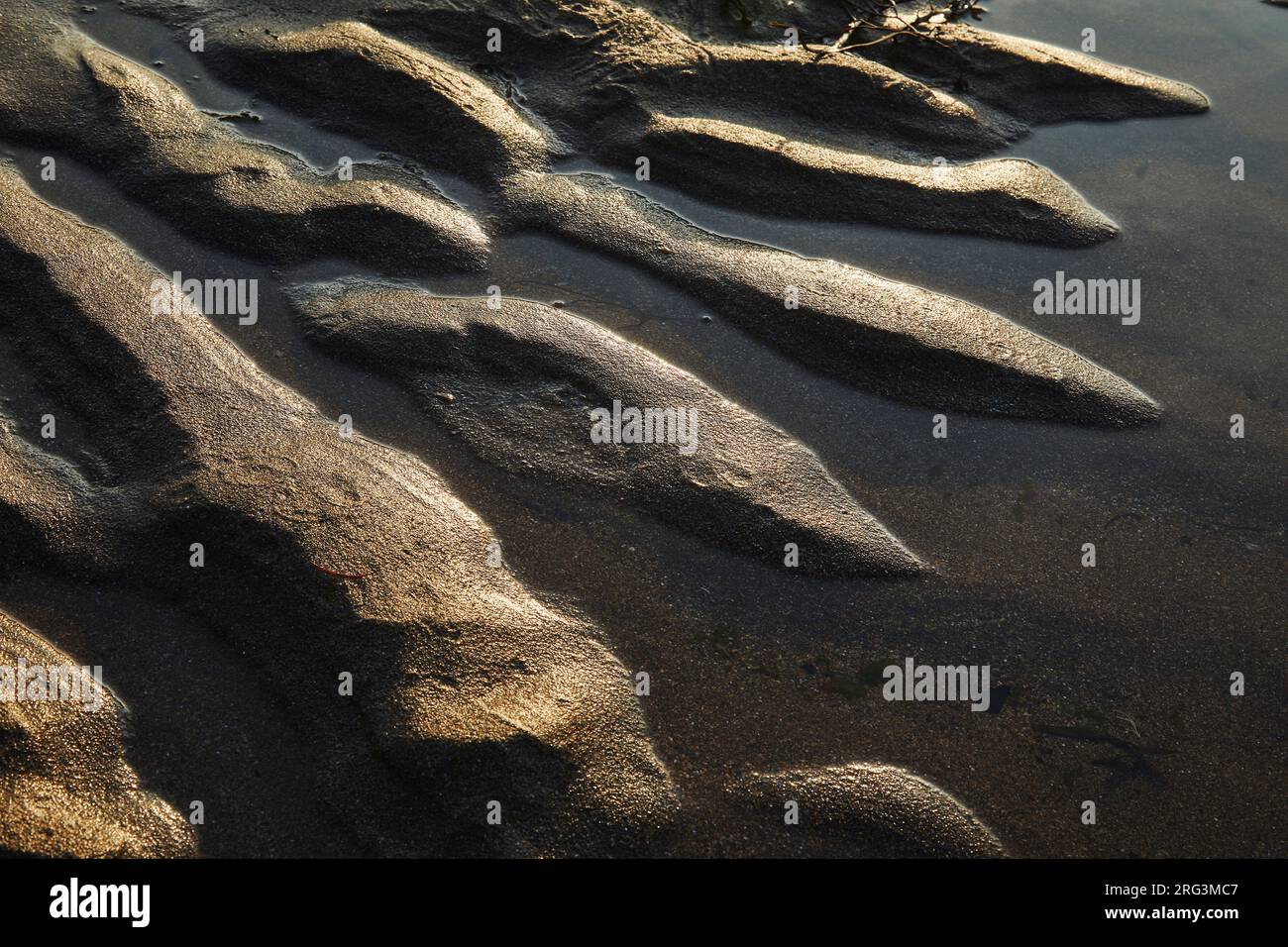 Back-lit rippled sand, lit by a low sun, just before sunset; at ...