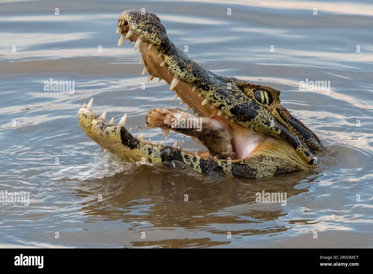Caiman eating fish hi-res stock photography and images - Alamy
