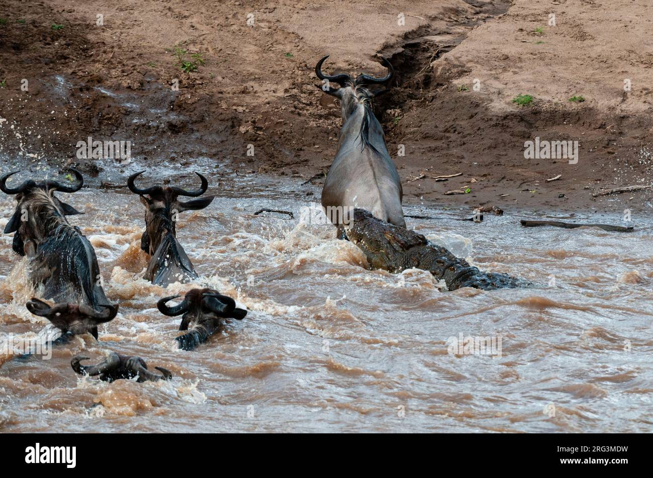 Animal migration africa crocodiles hi-res stock photography and images ...