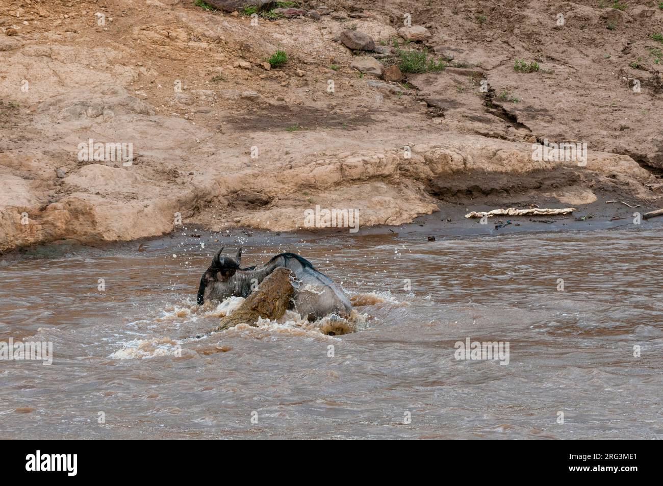 A Nile crocodile, Crocodilus niloticus, attacking a wildebeest ...