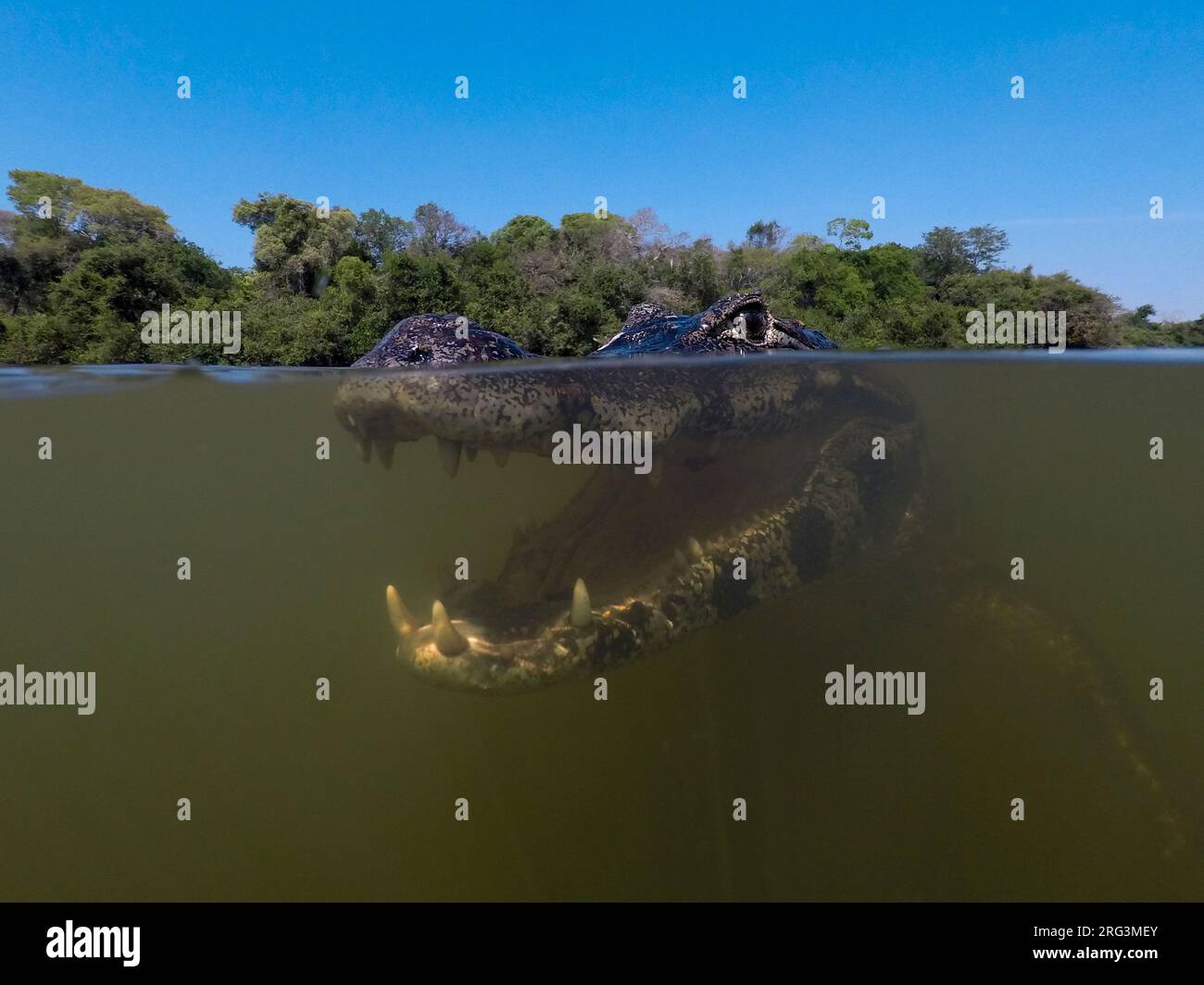 Close up underwater portrait of a jacare caiman, Caiman yacare, in the ...