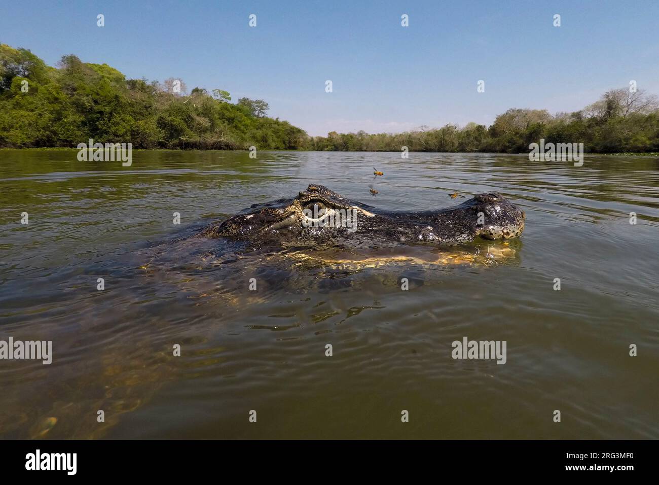Close up of a jacare caiman, Caiman yacare, in the Rio Claro. Rio Claro ...