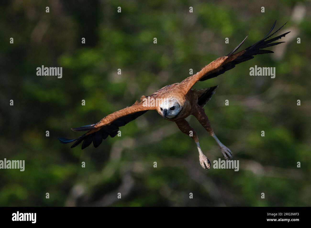 A black-collared hawk, Busarellus nigricollis, in flight. Rio Claro ...