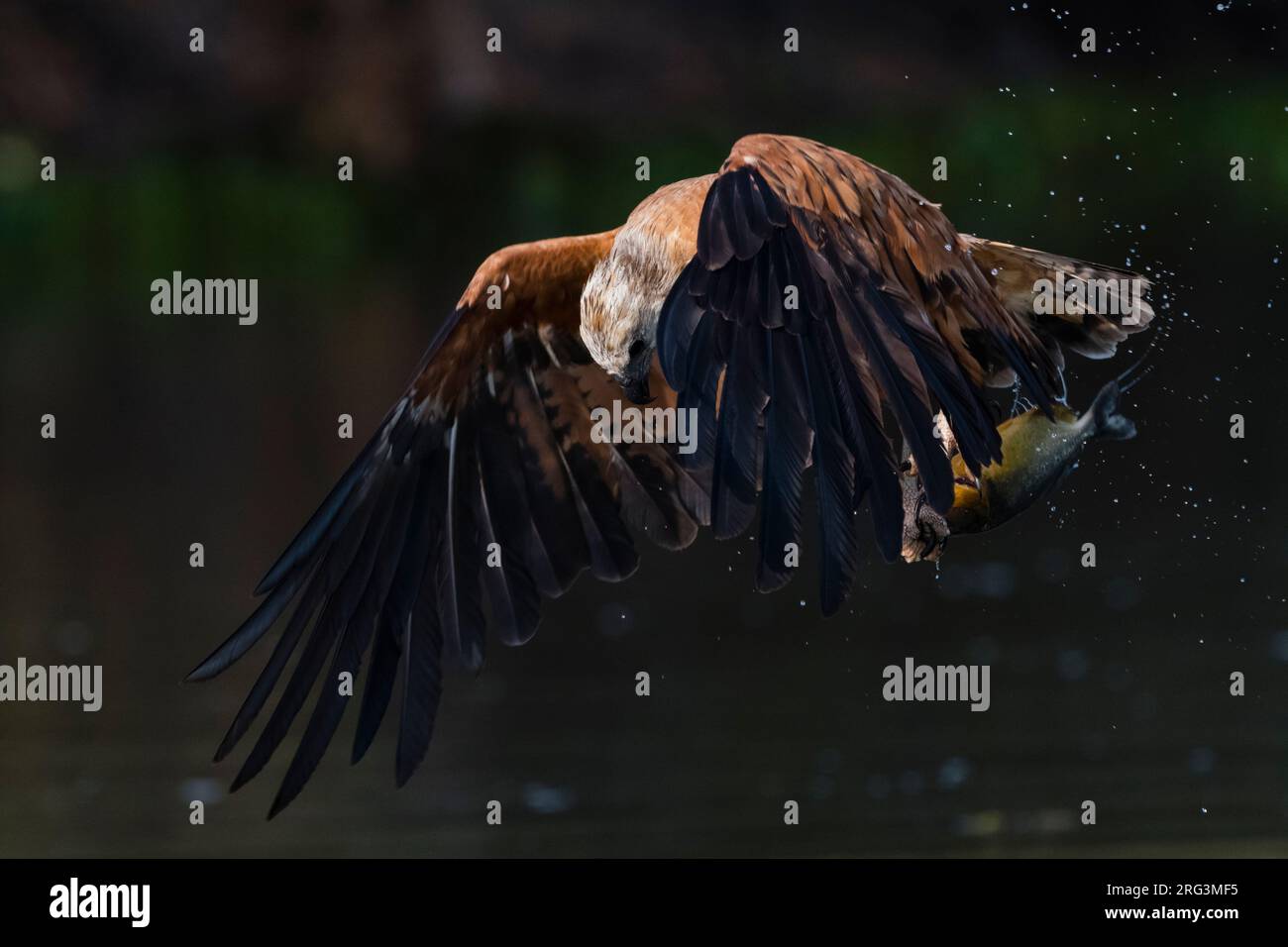 A black-collared hawk, Busarellus nigricollis, fishing. Rio Claro ...
