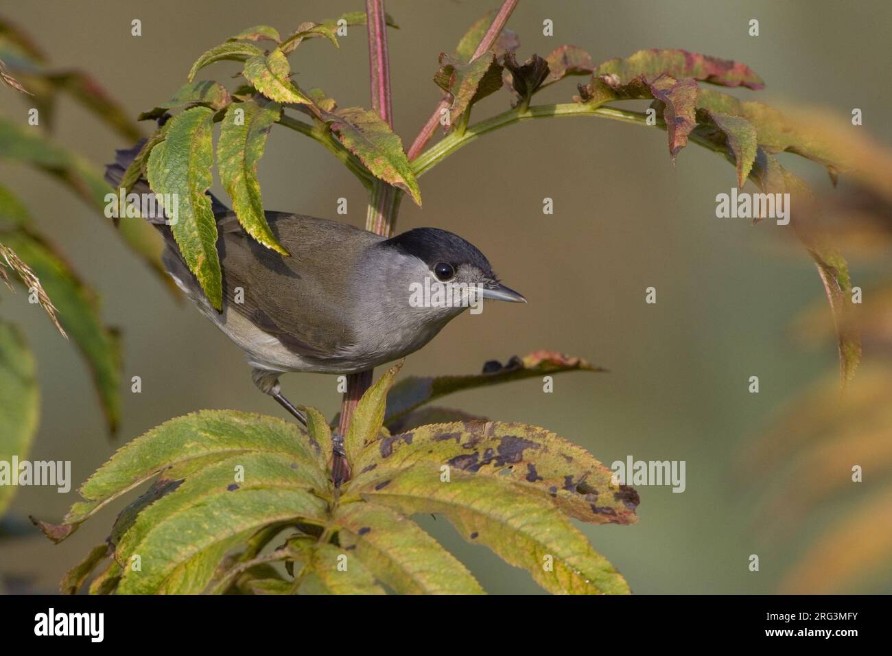 Blackcap bush hi-res stock photography and images - Alamy