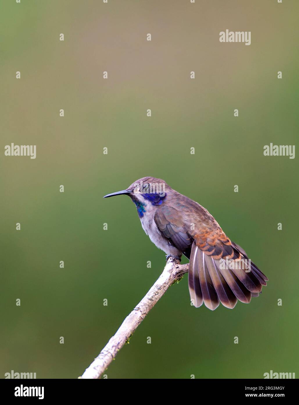 Brown Violetear (Colibri delphinae) in Colombia Stock Photo - Alamy