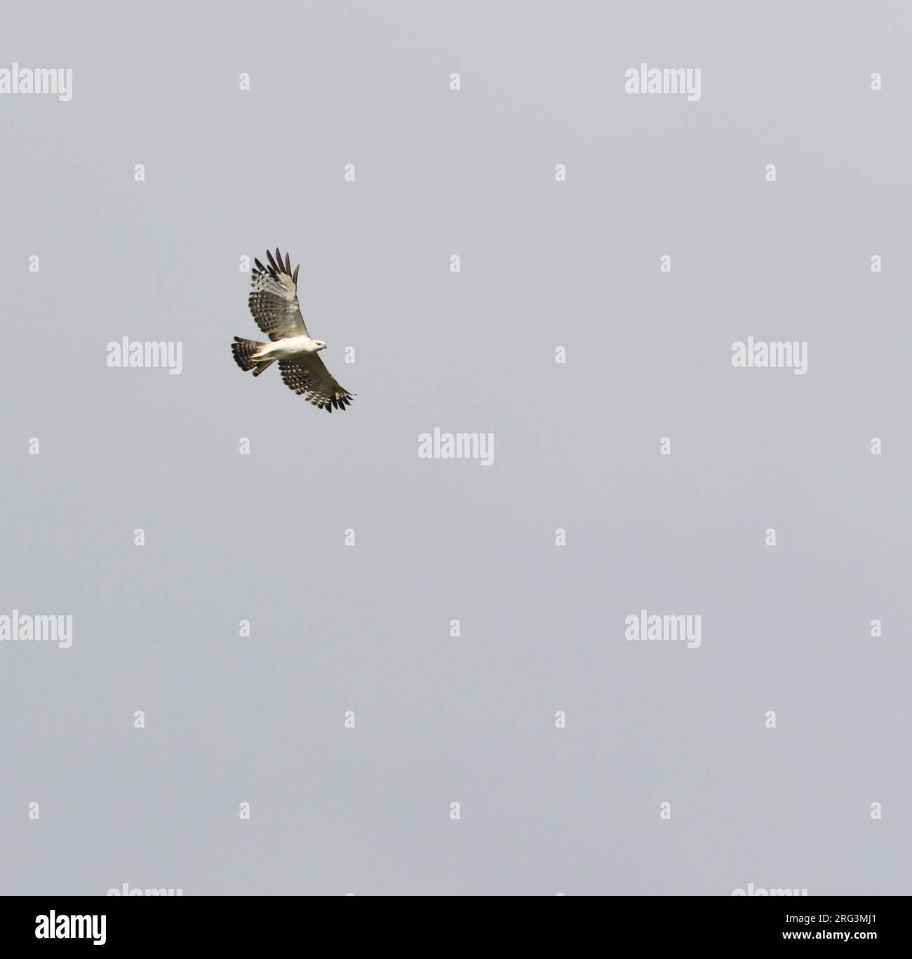 Critically endangered Flores Hawk-eagle (Nisaetus floris) in flight ...