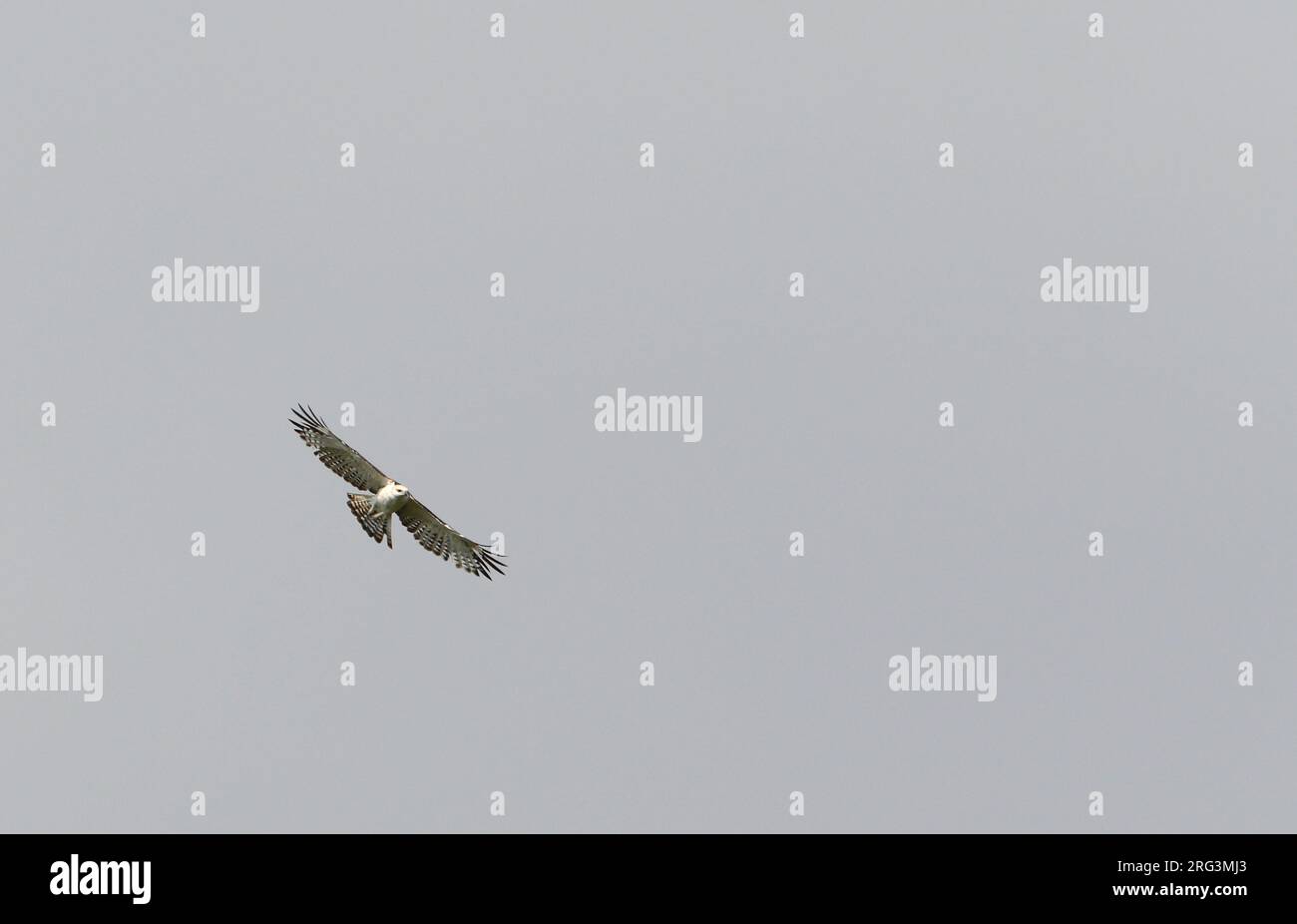 Critically endangered Flores Hawk-eagle (Nisaetus floris) in flight ...