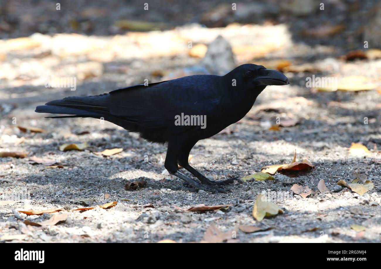 Large-billed Crow (Corvus macrorhynchos macrorhynchos), or Southern Jungle Crow, on Komodo ...