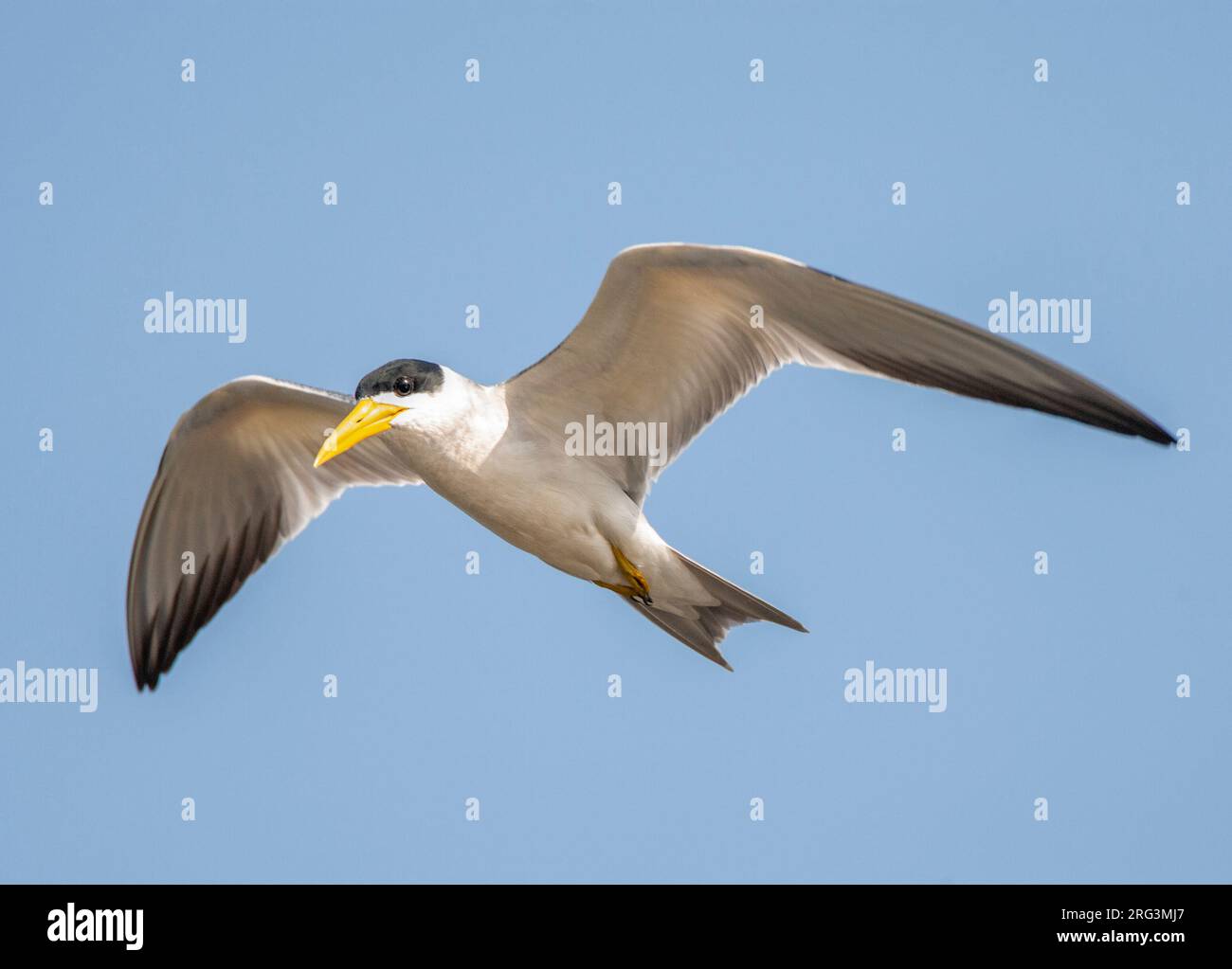 Large-billed Tern (Phaetusa simplex) at the Madre de Dios river in Manu ...
