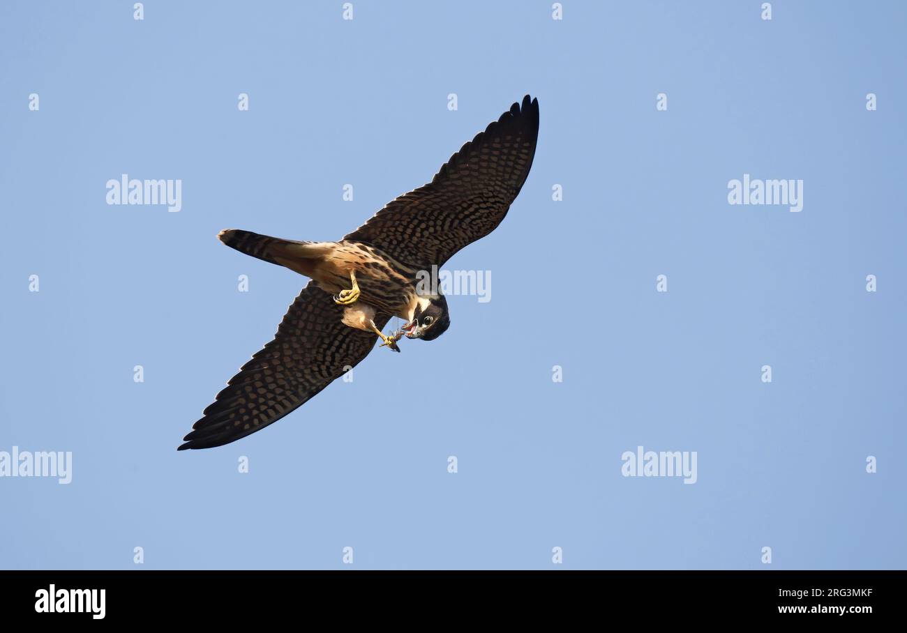 Juvenile eurasian hobby falco subbuteo hi-res stock photography and ...