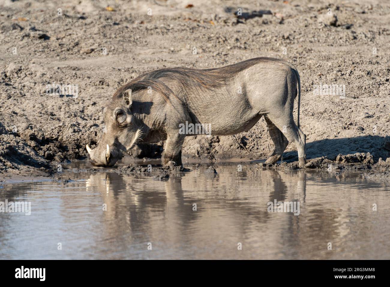 Warthog behavior hi-res stock photography and images - Alamy