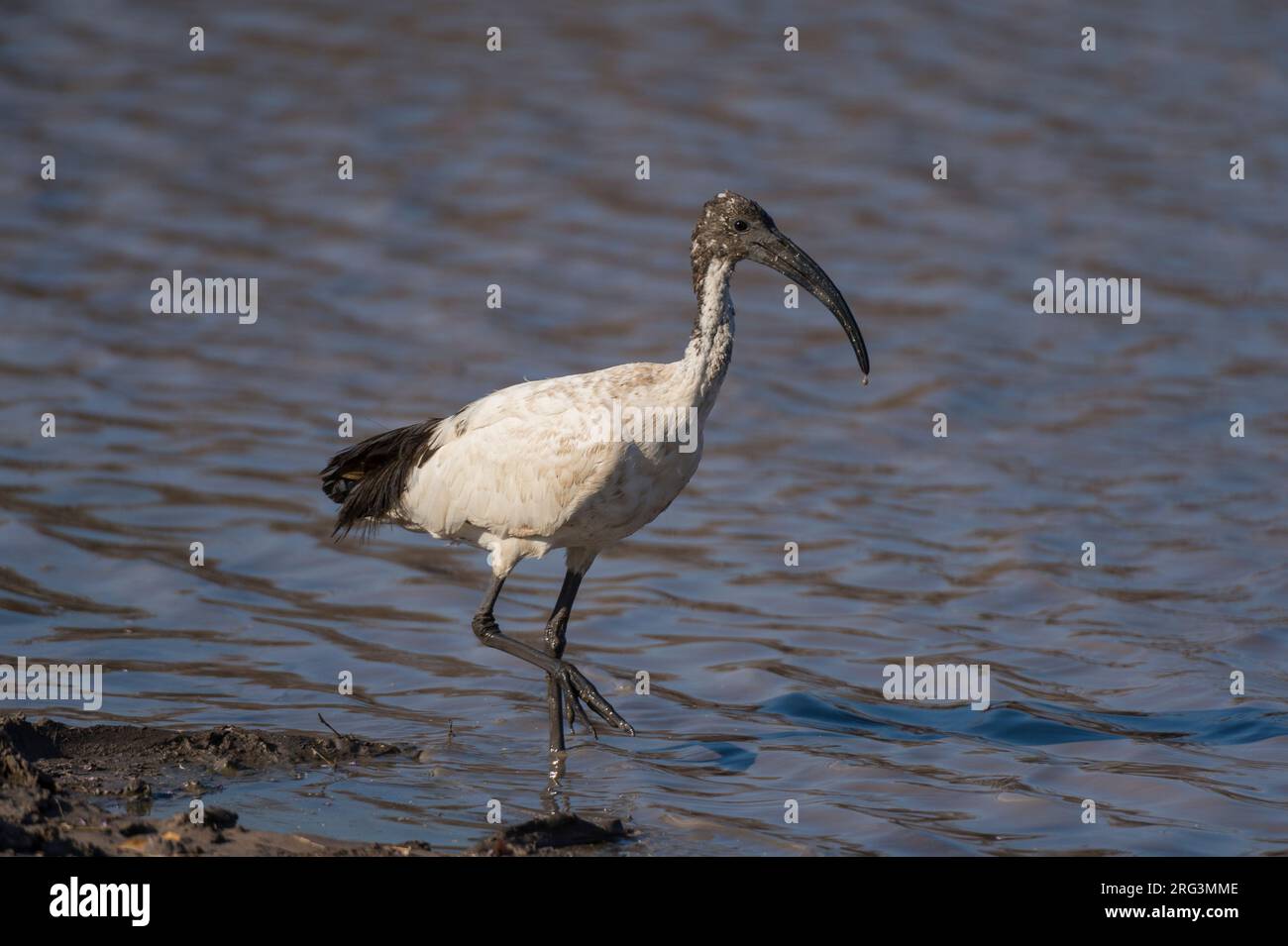 An African sacred ibis, Threskiornis aethiopicus, walking at the water ...