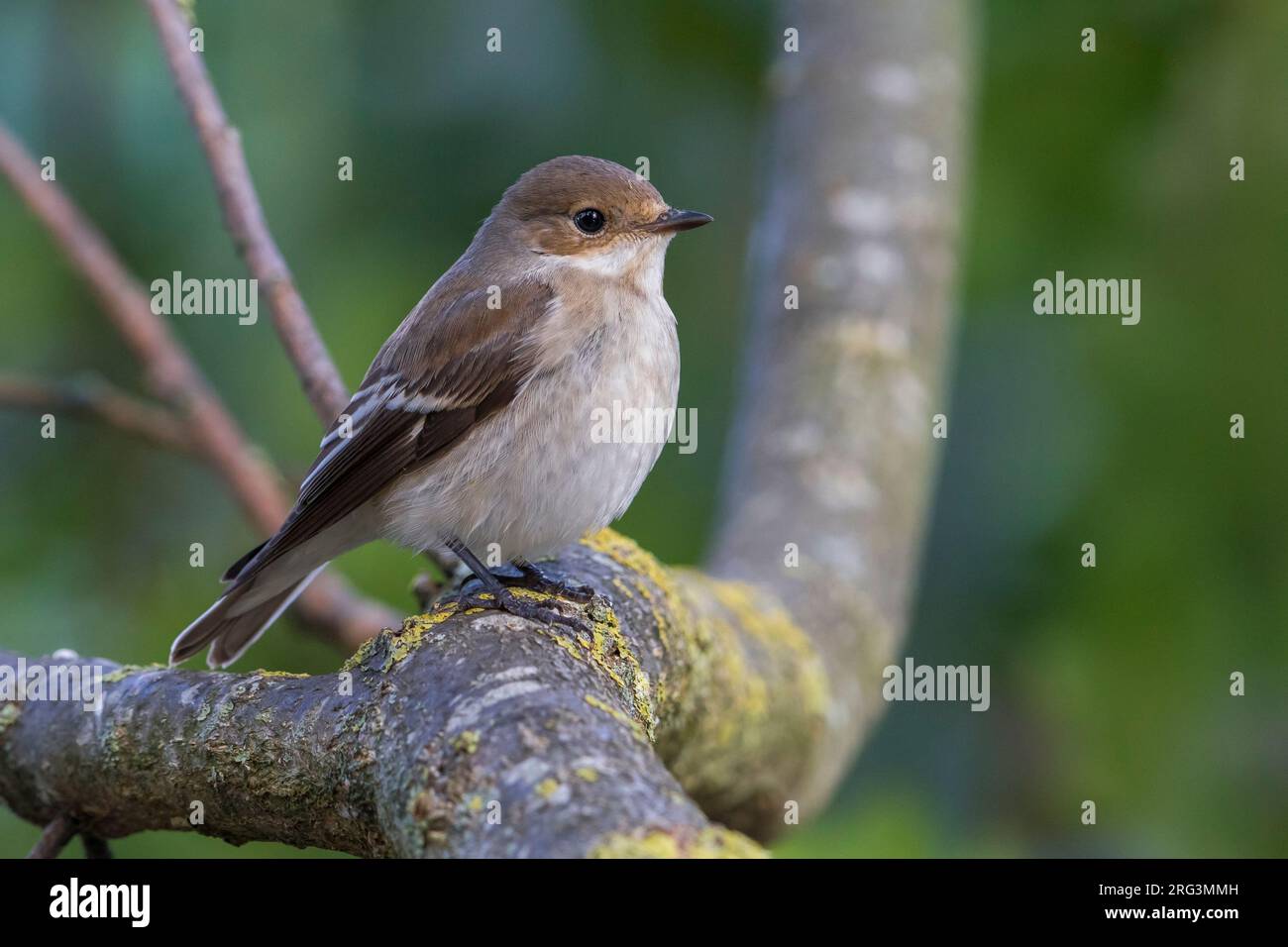 Vrouwtje Bonte Vliegenvanger; Female Pied Flycatcher Stock Photo - Alamy