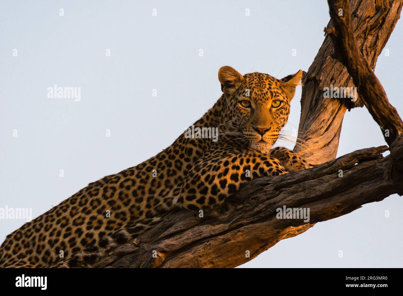 A leopard, Panthera pardus, resting in a tree top, warming up with the ...