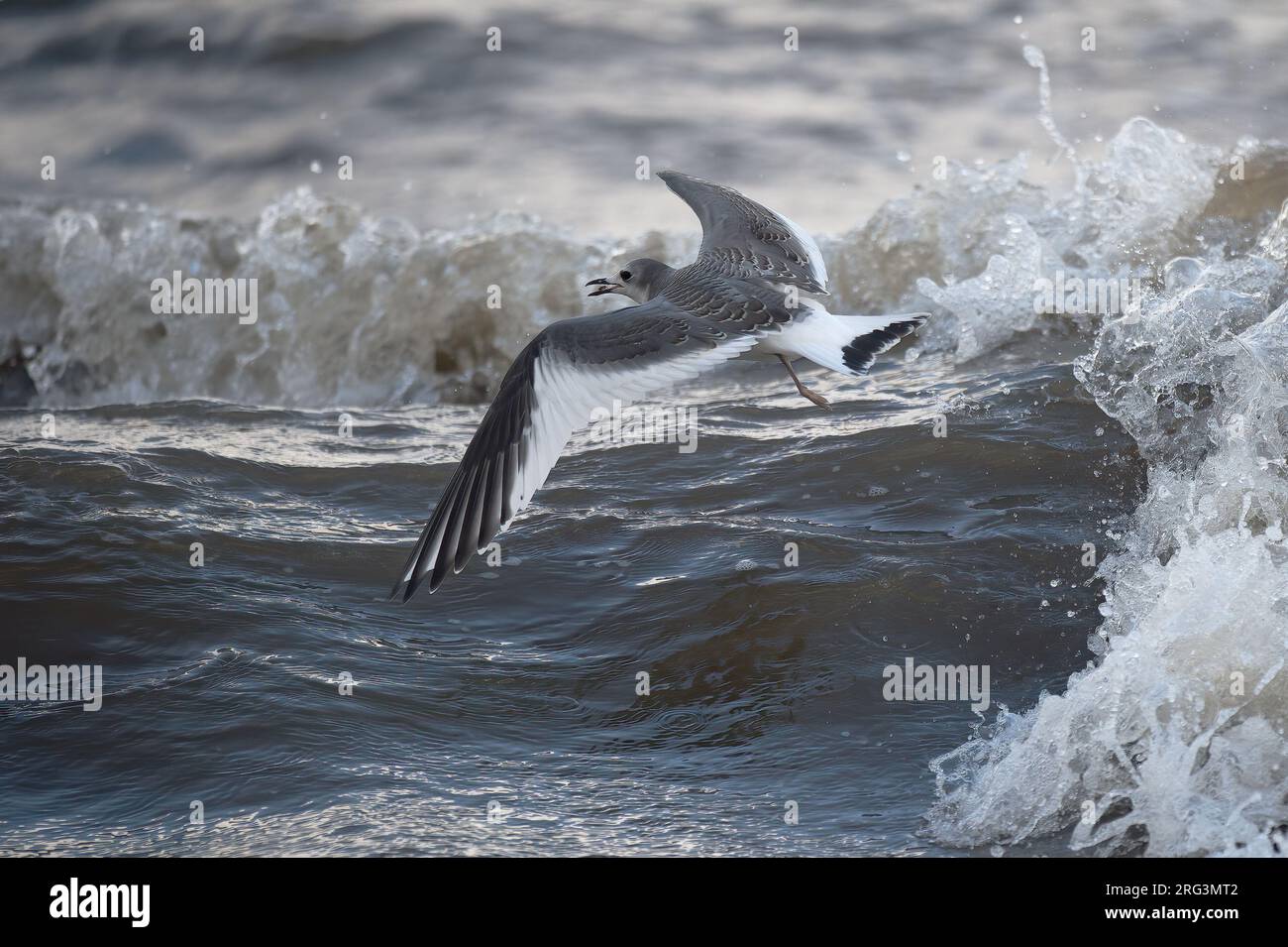 Sabine's Gull (Xema sabini) young bird in flight against waves in ...