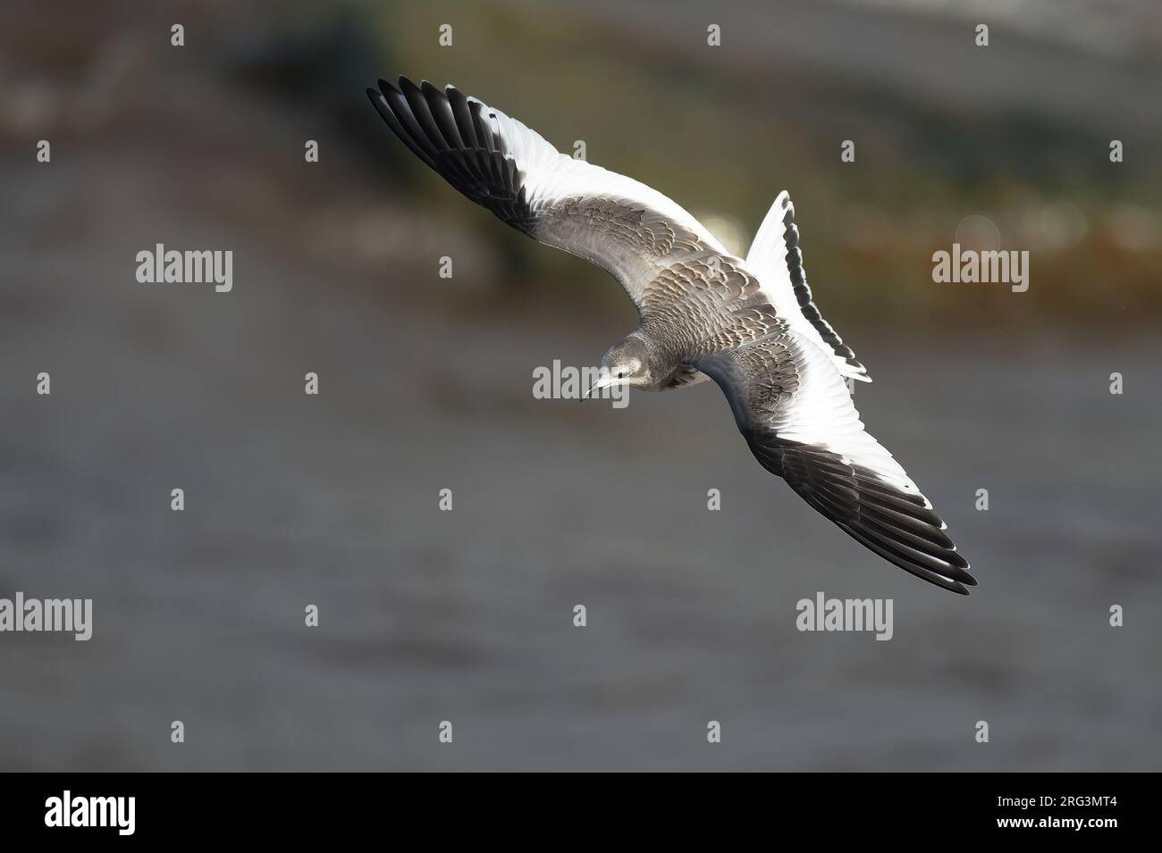 Upperwings upperparts hi-res stock photography and images - Alamy