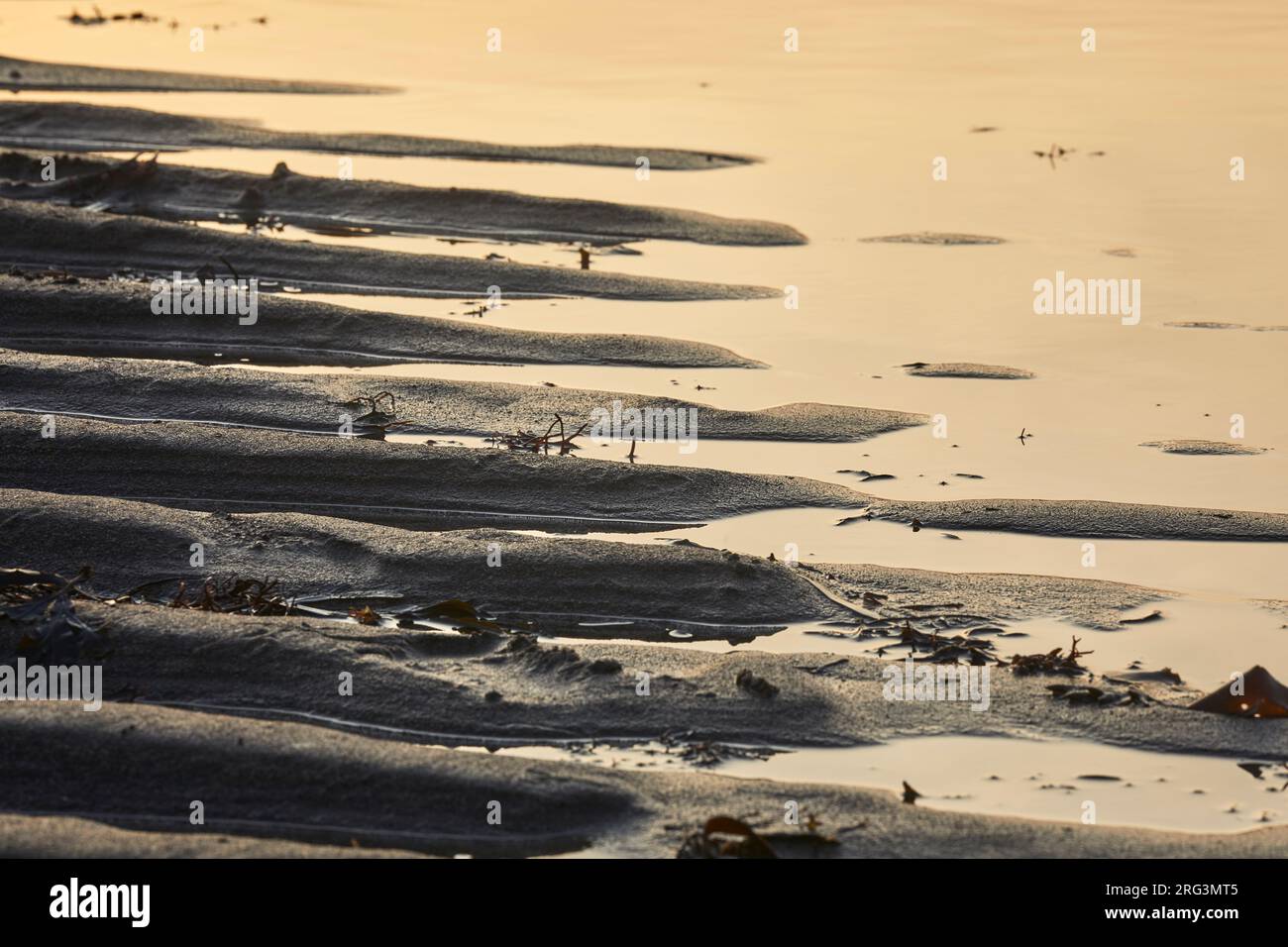 Back-lit rippled sand, lit by a low sun, just before sunset; at ...