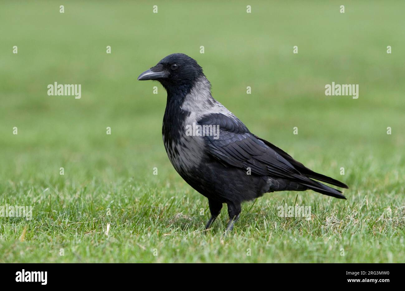 Hybrid Carrion x Hooded Crow in Germany Stock Photo - Alamy